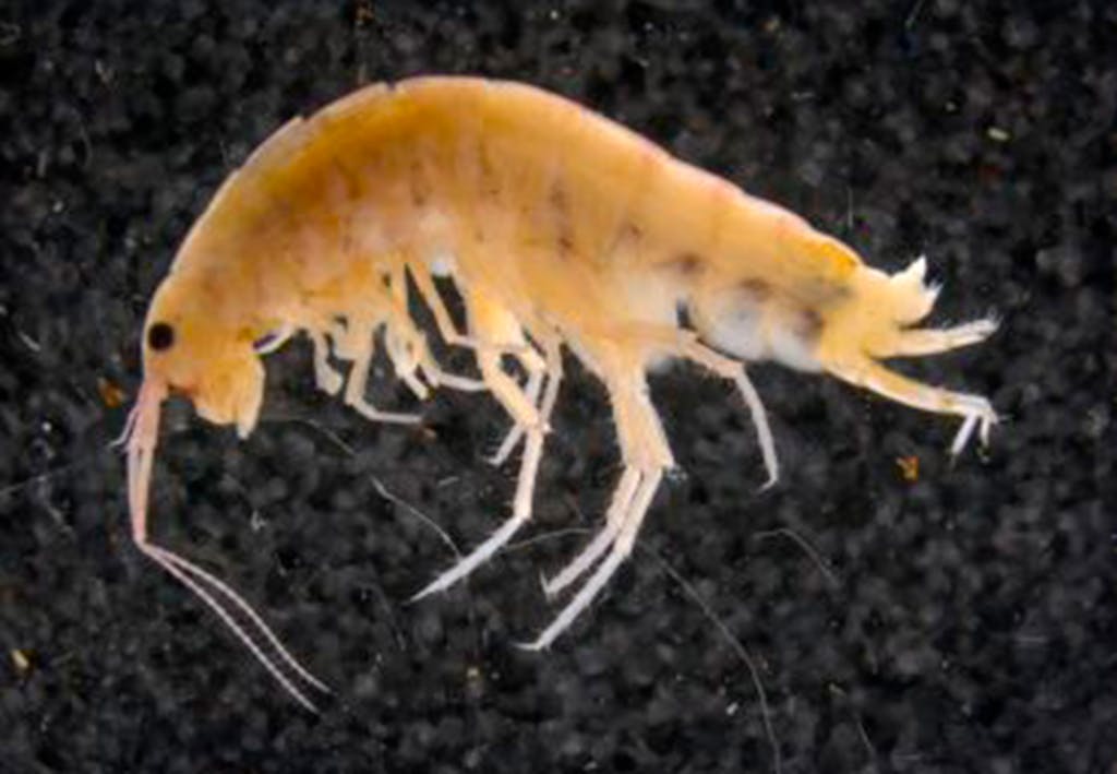 Æglæggende pattedyr genopdaget efter 62 år | illvid.dk