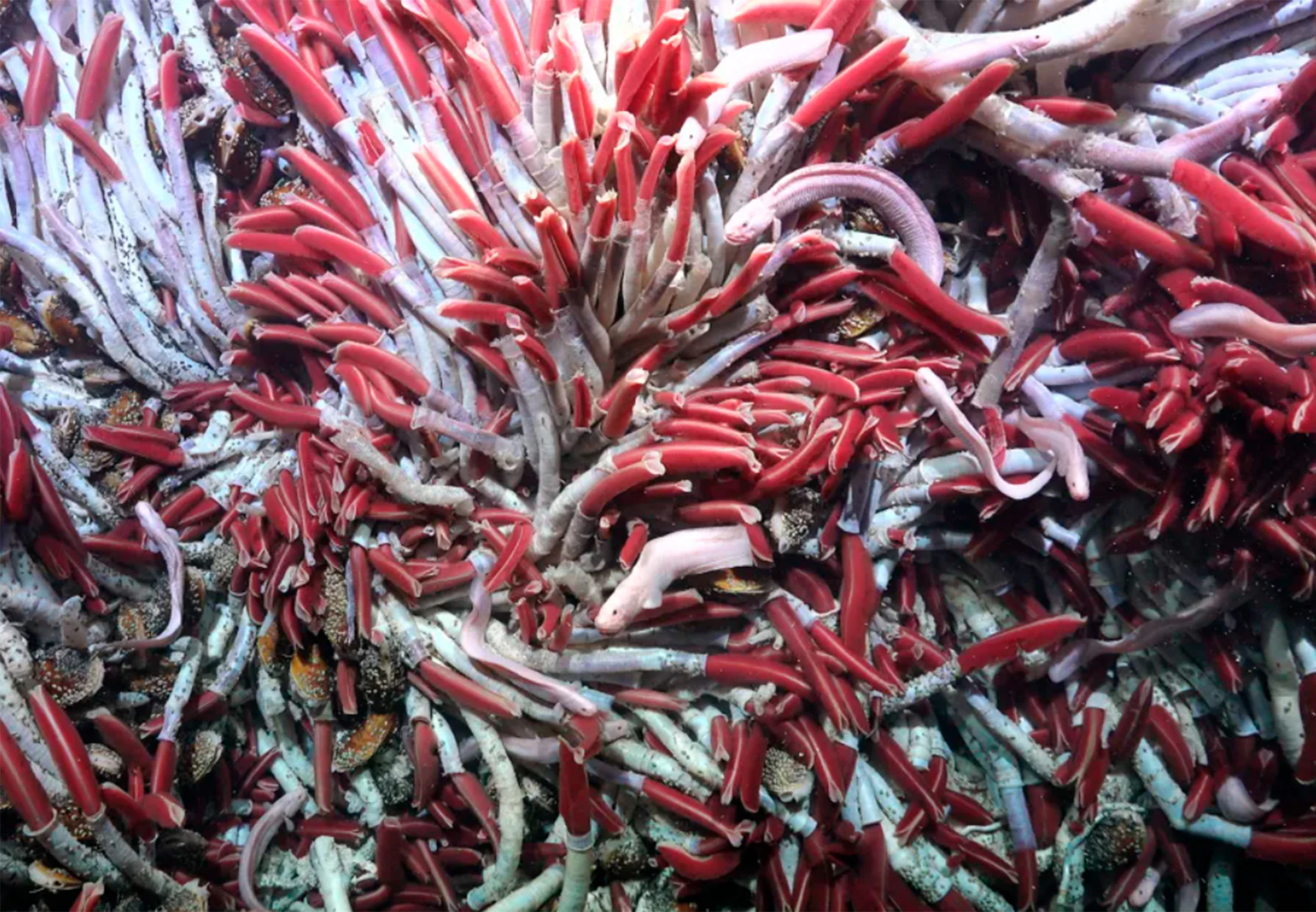 Secret world of life discovered 2 km below the ocean surface ...