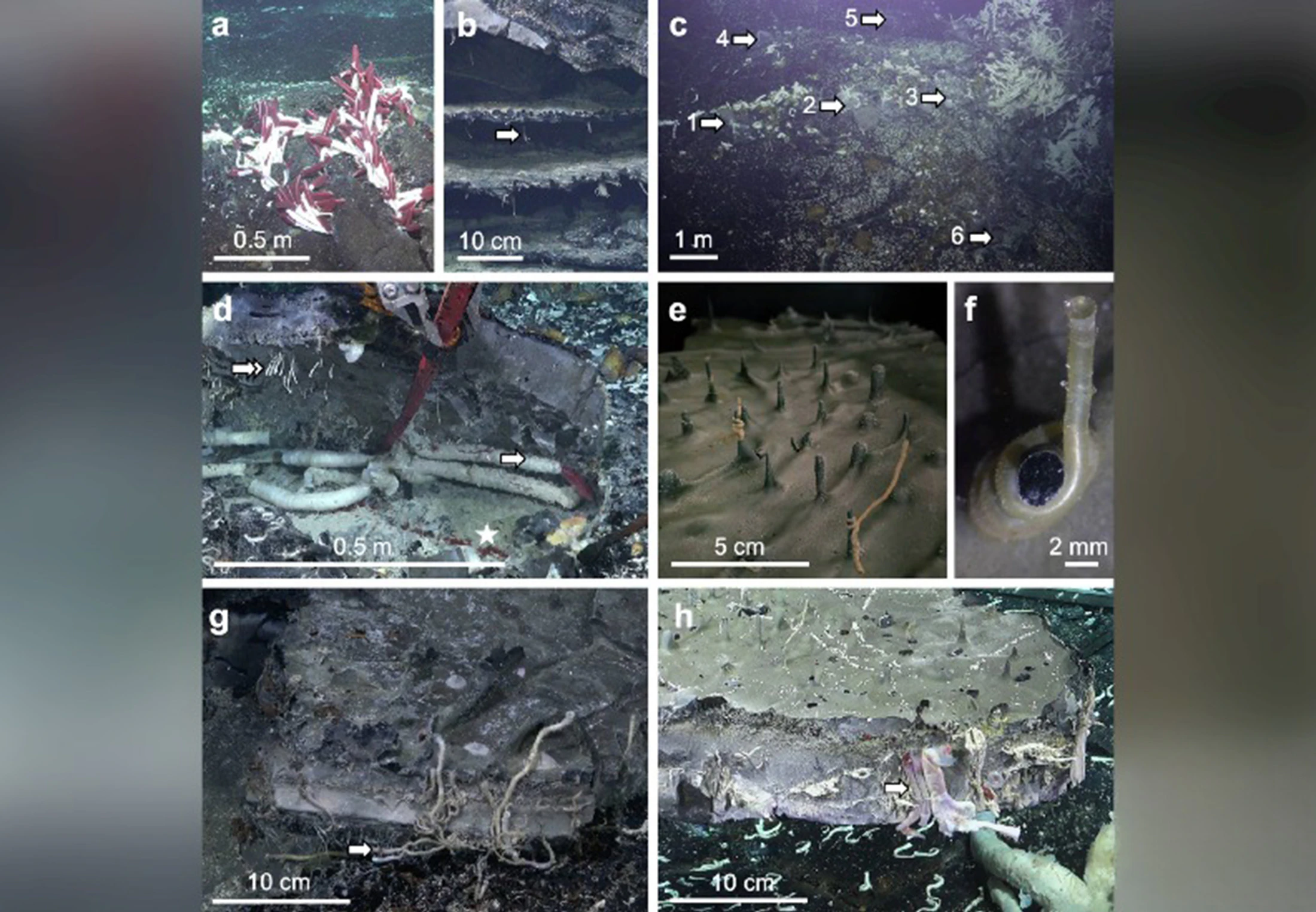 Secret world of life discovered 2 km below the ocean surface ...