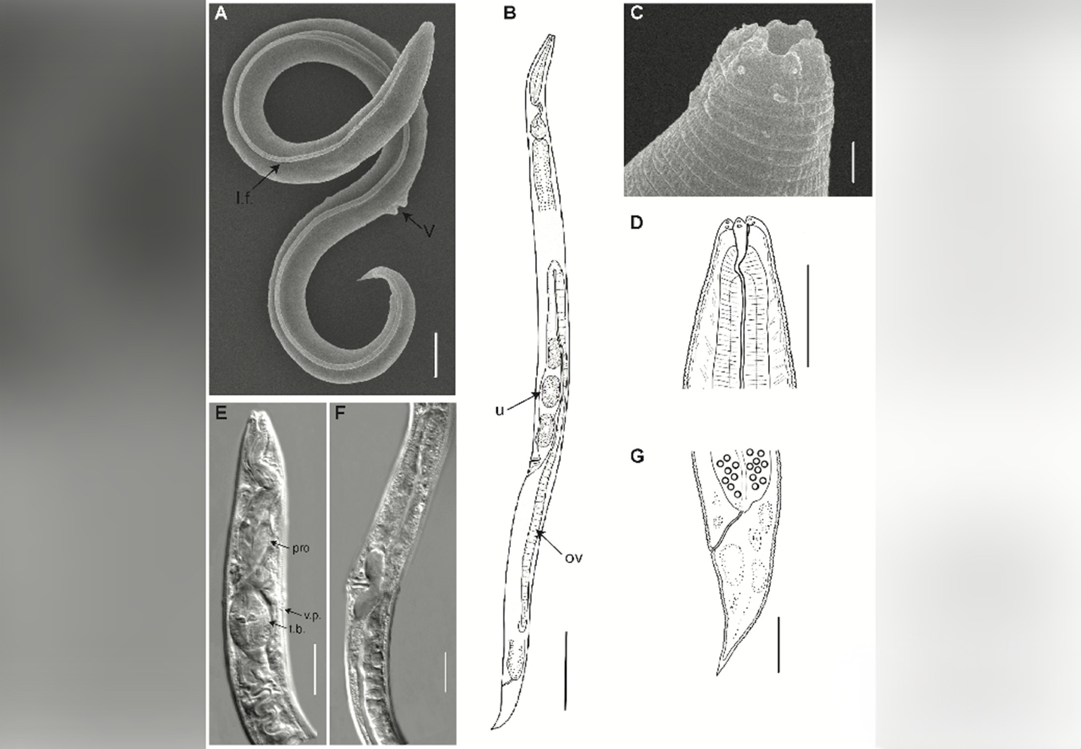Worm na 46.000 jaar tot leven gewekt | wibnet.nl