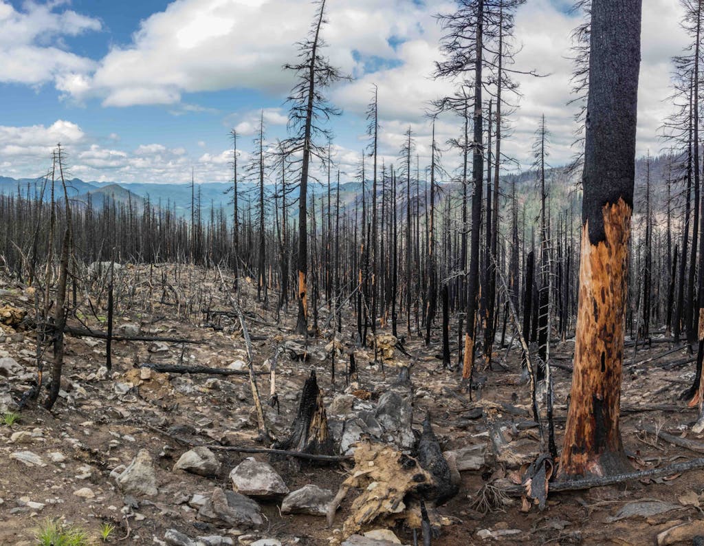 Bosbranden worden erger: Ingenieurs in de tegenaanval | wibnet.nl