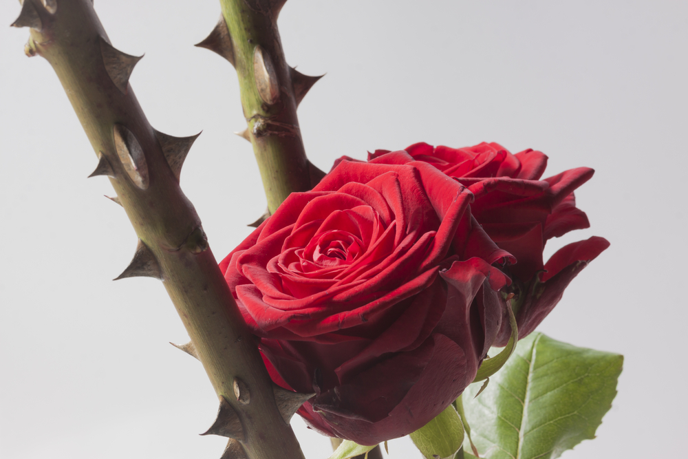 Forskare odlar rosor utan taggar | illvet.se