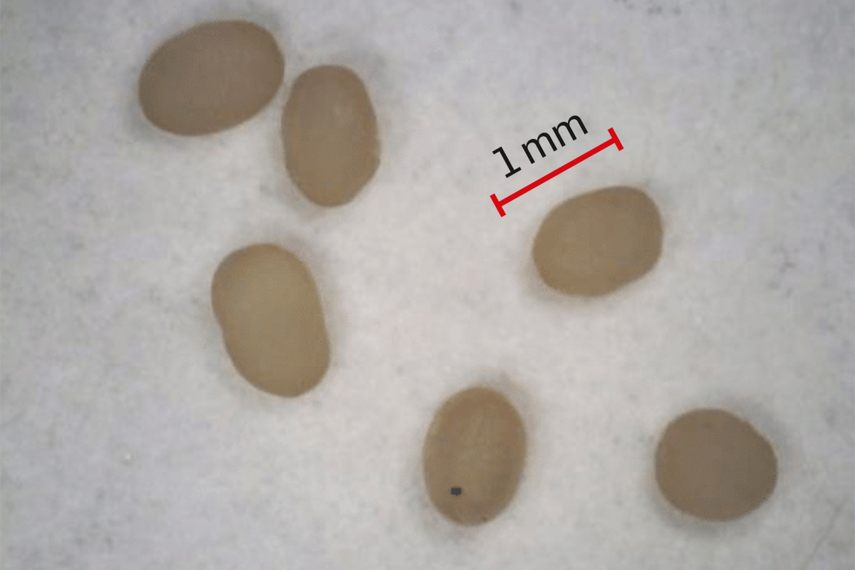 Paperitoukka: 6 asiaa, jotka pitää tietää sokeritoukan sukulaisesta ...