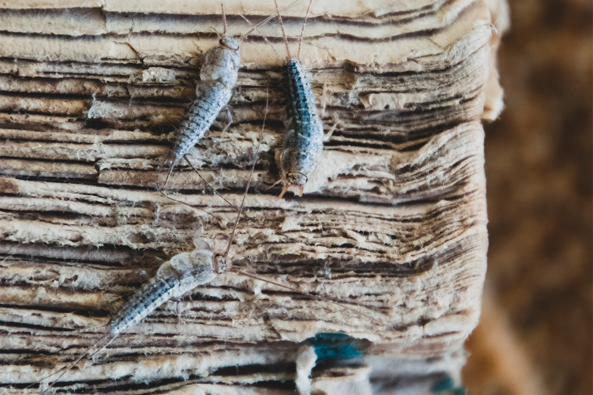 Paperitoukka: 6 asiaa, jotka pitää tietää sokeritoukan sukulaisesta ...