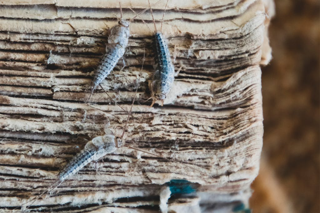 What you need to know about grey silverfish | scienceillustrated.com