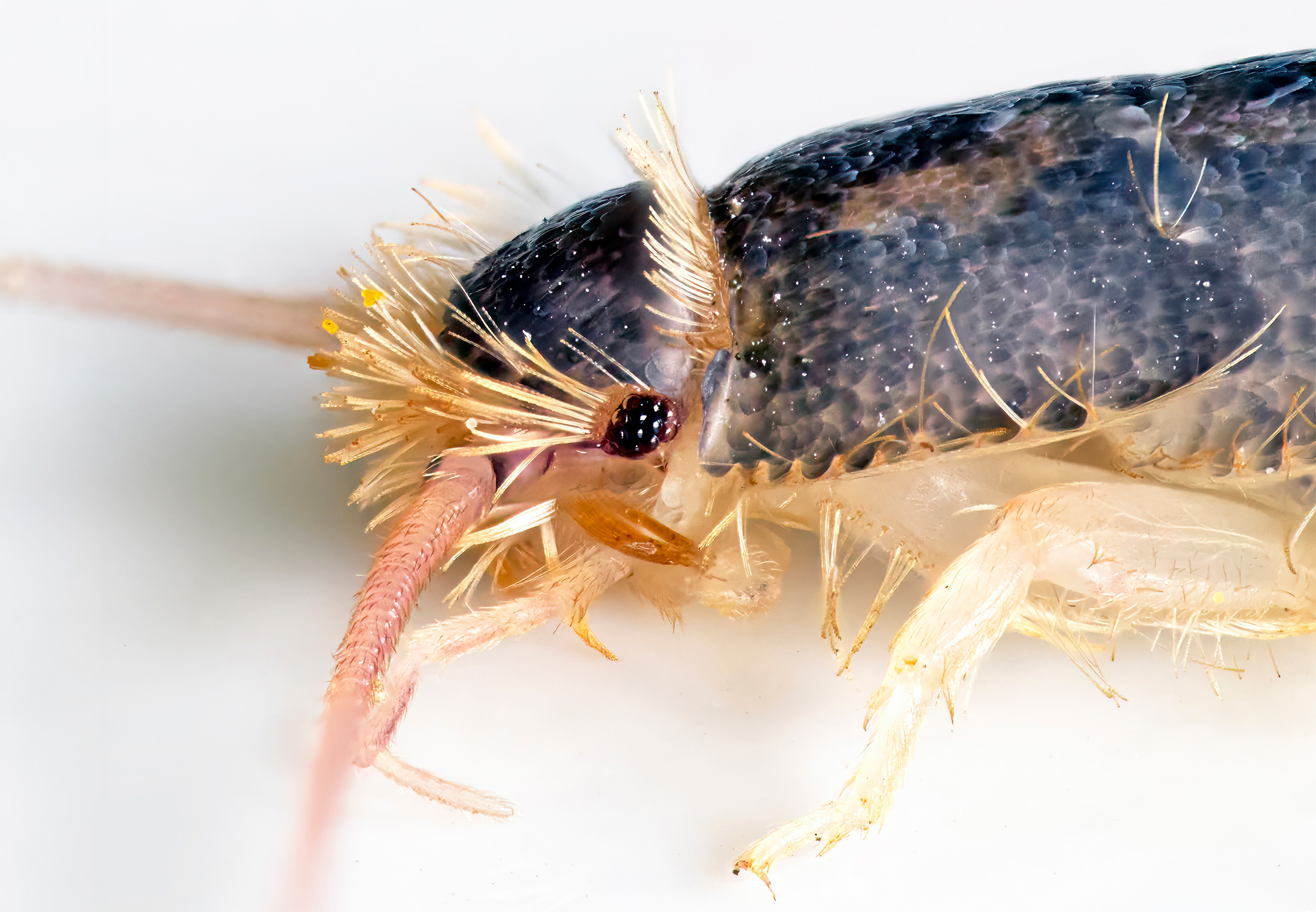 Insects | What are insects? And what do they eat? | scienceillustrated.com