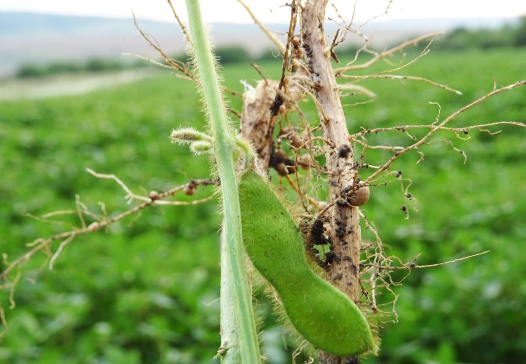 Typpi | Nitrogen | Kaikki alkuaineesta | tieku.fi