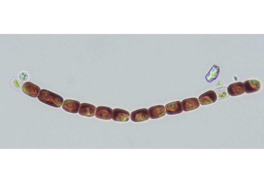 In Groenlandse gletsjers gaat een wereld van leven schuil | wibnet.nl