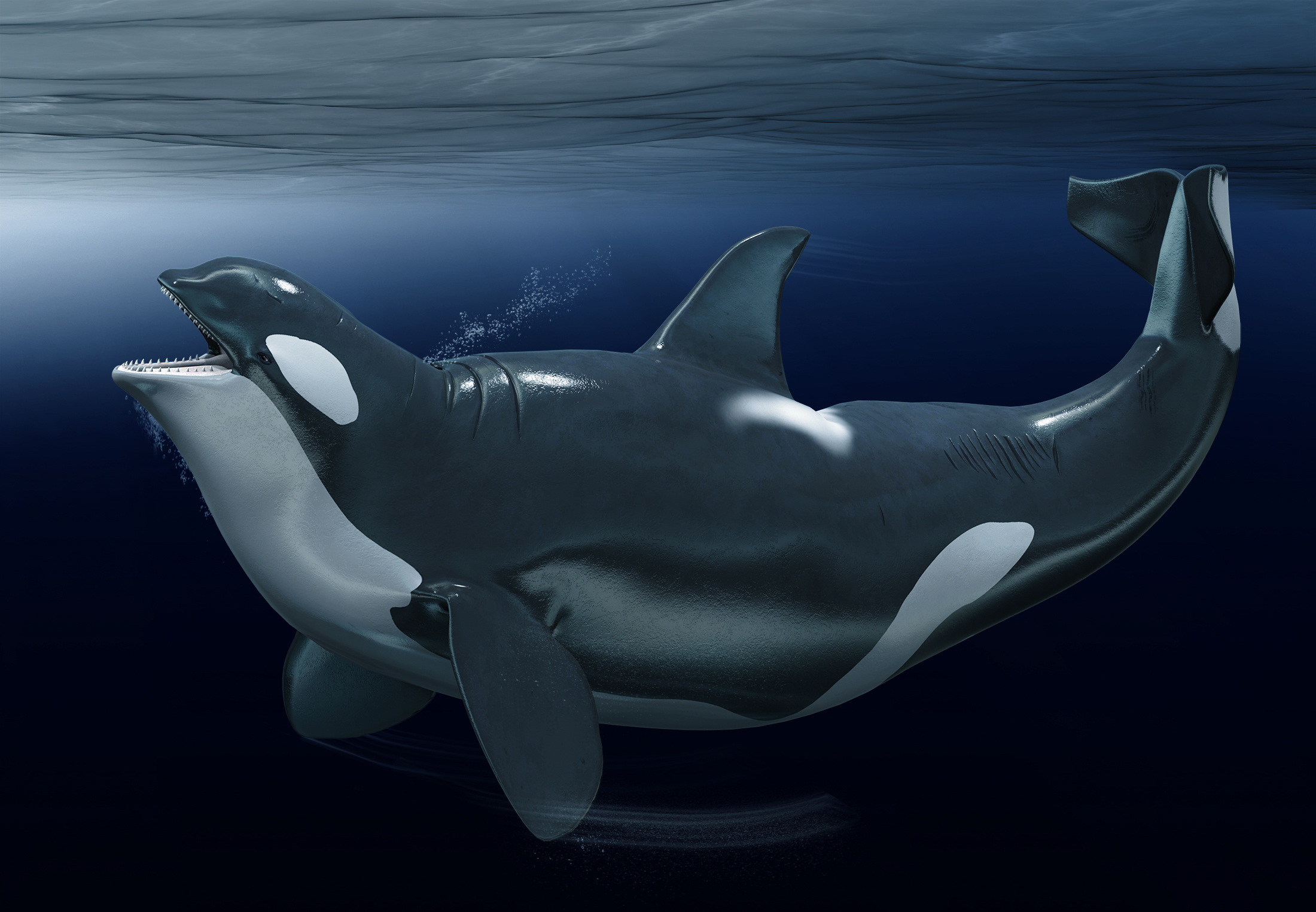 Orcas kill great white sharks off the coast of Mexico: this is their ...