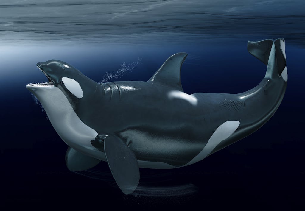 Killer whales have "attacked" hundreds of boats: now scientists finally ...