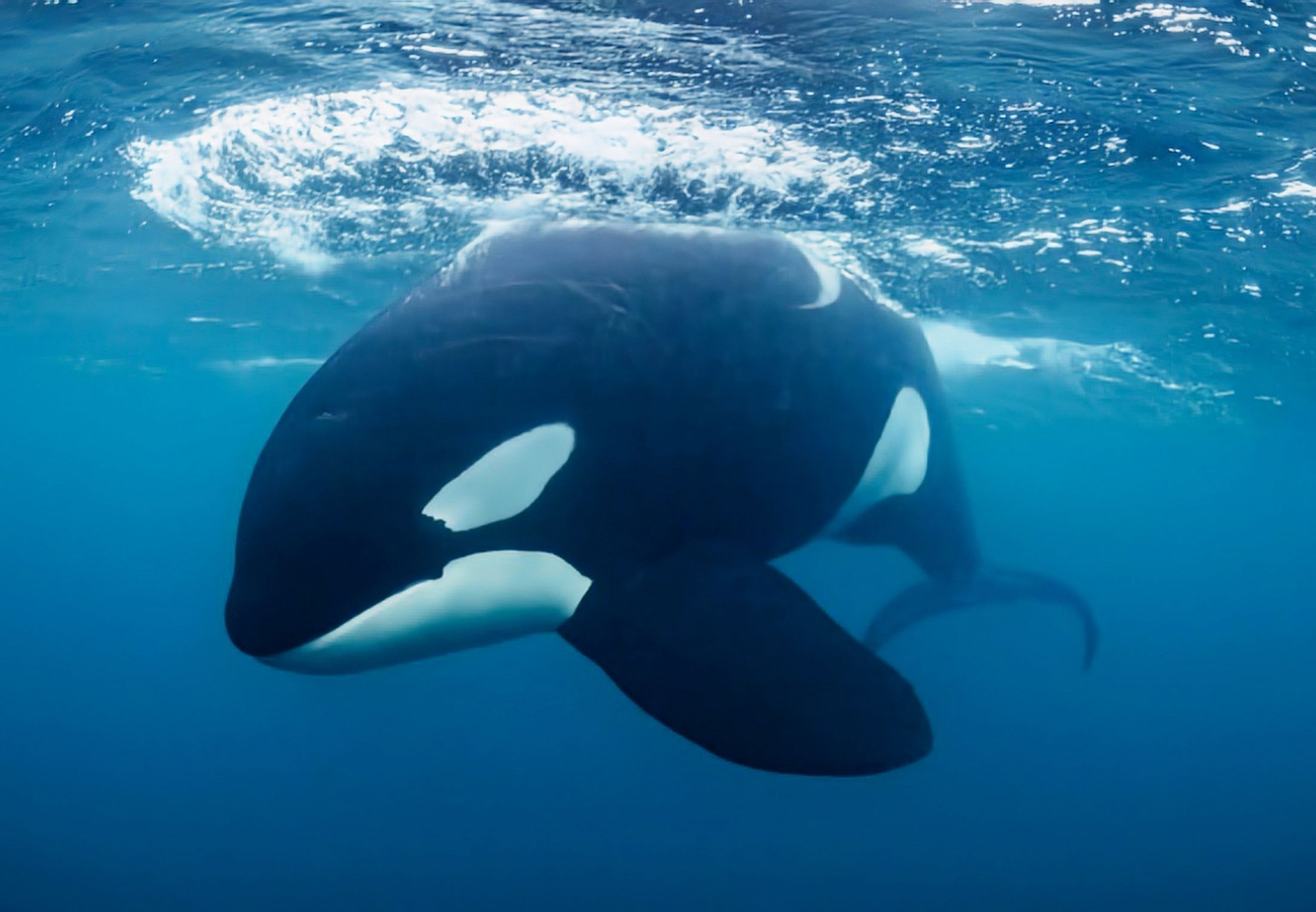 Orka’s hebben honderden boten ‘aangevallen’: Eindelijk weten we waarom ...