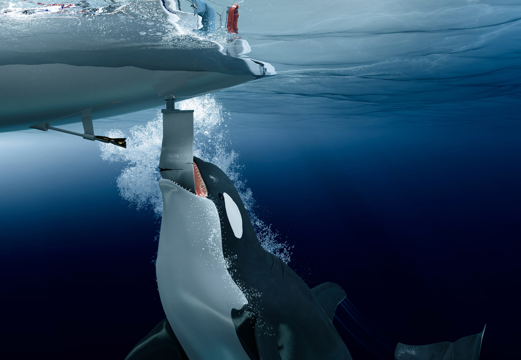Orka’s hebben honderden boten ‘aangevallen’: Eindelijk weten we waarom ...
