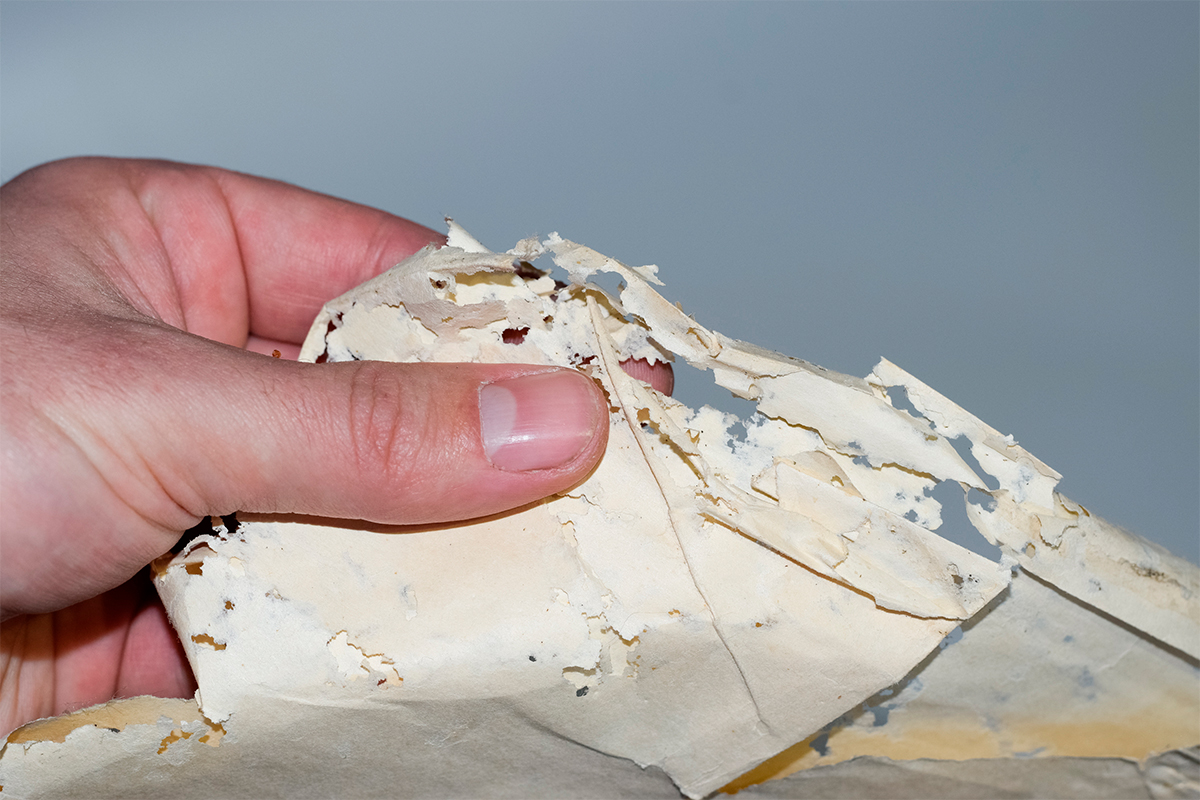 Paperitoukka: 6 asiaa, jotka pitää tietää sokeritoukan sukulaisesta ...