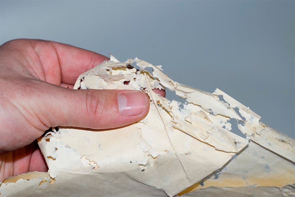 Tämä pitää tietää paperitoukasta | tieku.fi