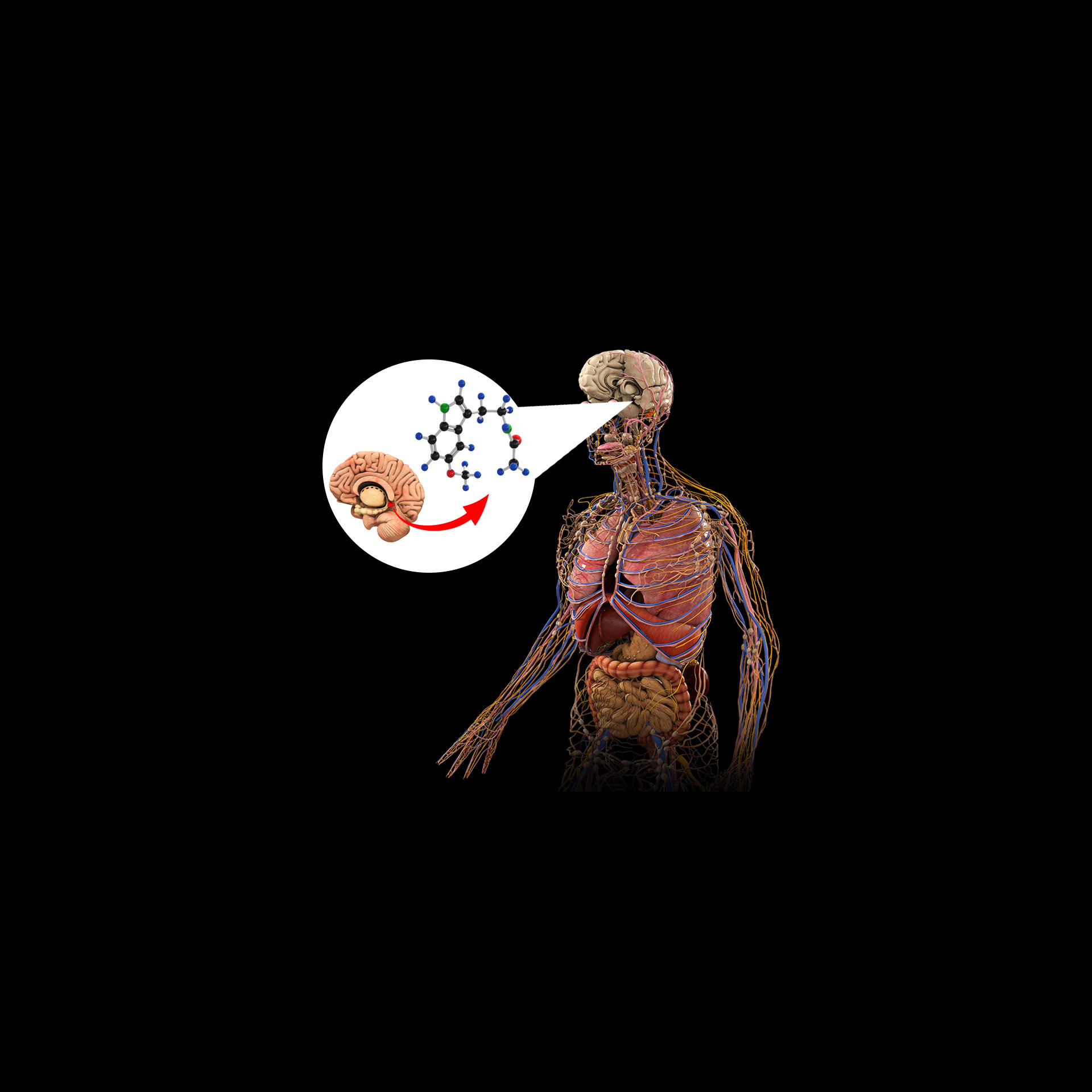 Get the overview: noise puts the body on alert | scienceillustrated.com