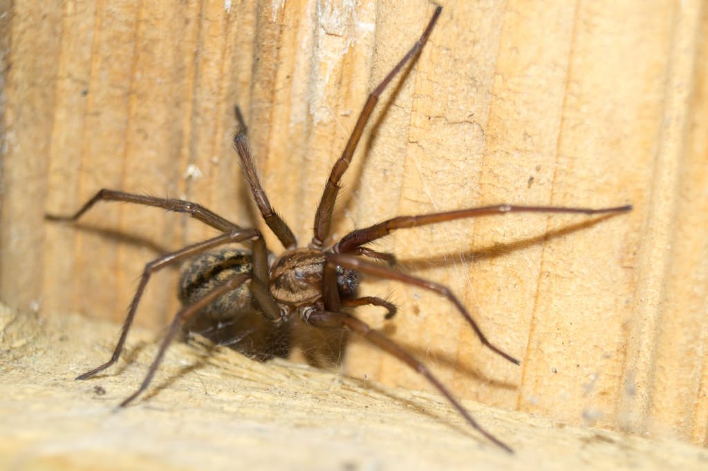 Edderkopper | Fakta og informationer | illvid.dk