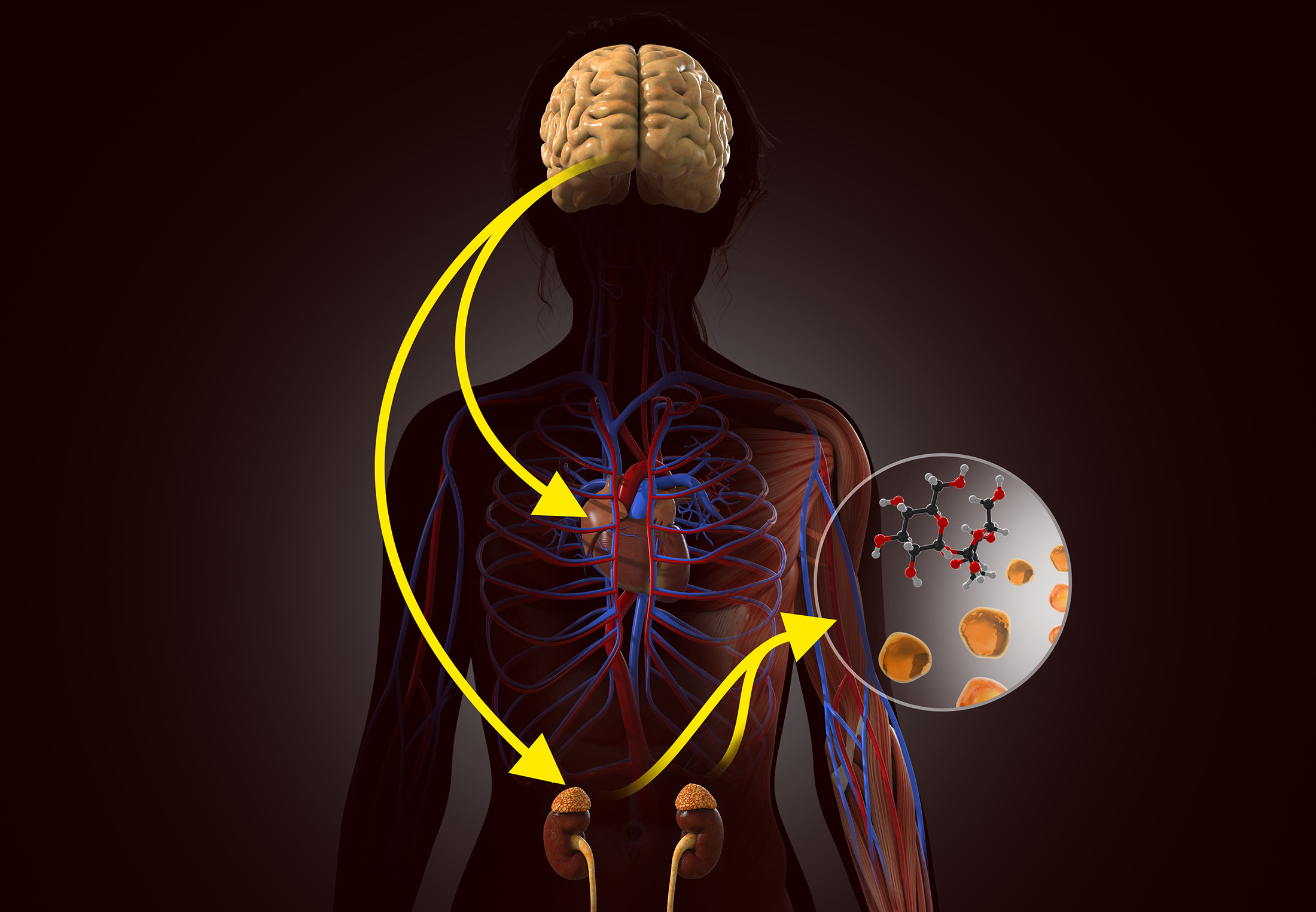 Kortisoli - Näin stressihormoni vaikuttaa kehoon | tieku.fi