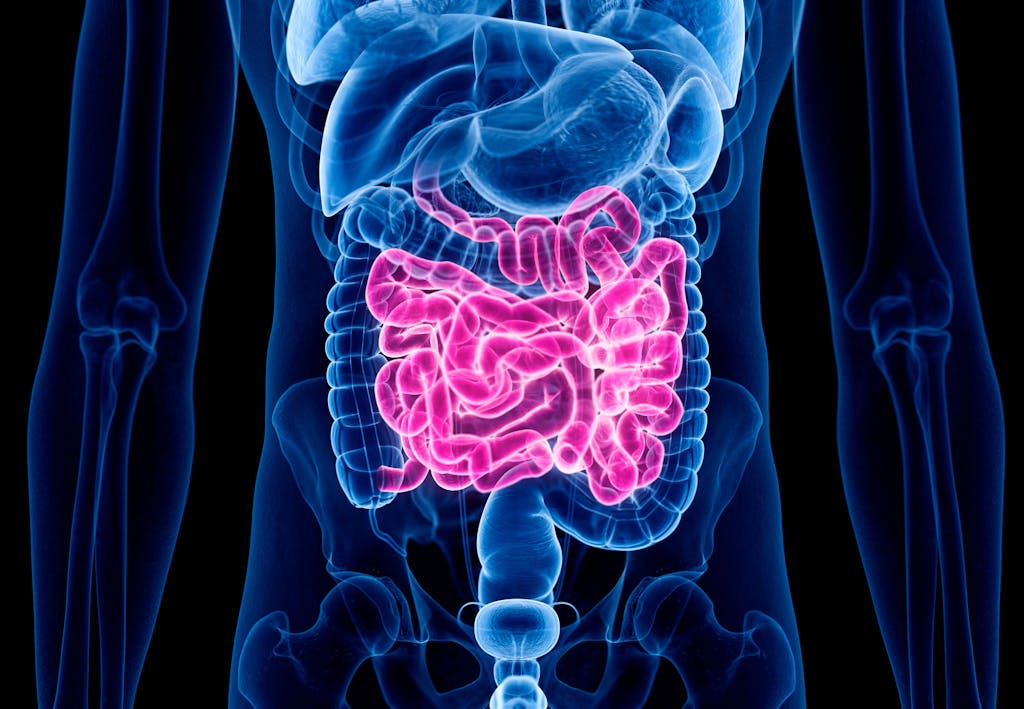 Mennesket | illvid.dk