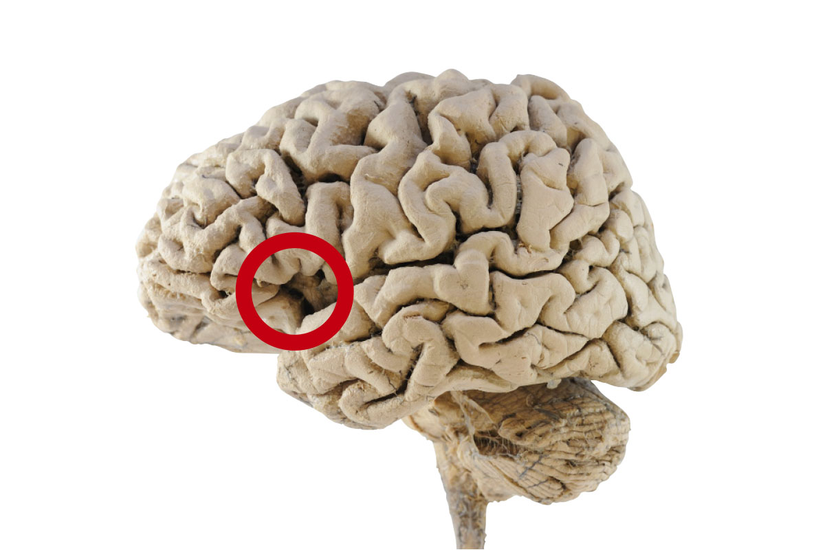 Tieners denken als mensen met hersenletsel | wibnet.nl