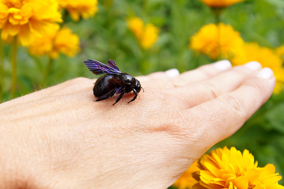 Bees: 7 things you need to know about the world's most important ...