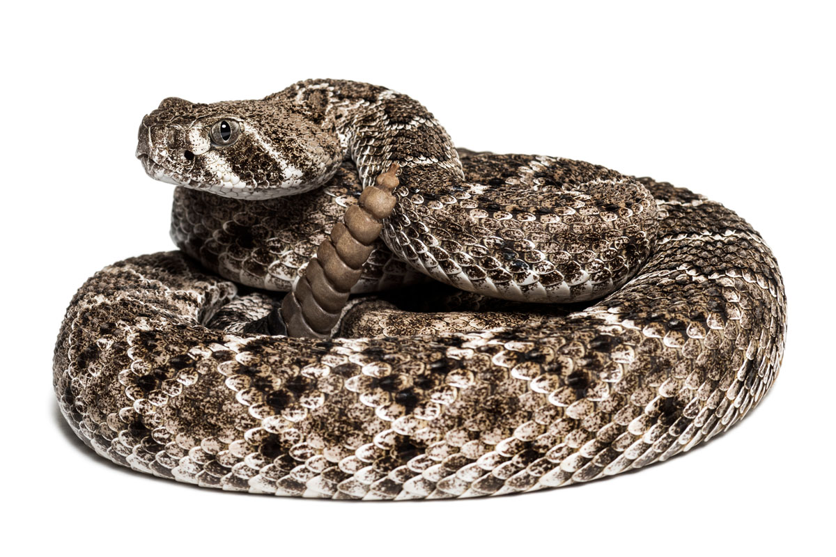 De dodelijkste slangen zijn geboren killers | wibnet.nl