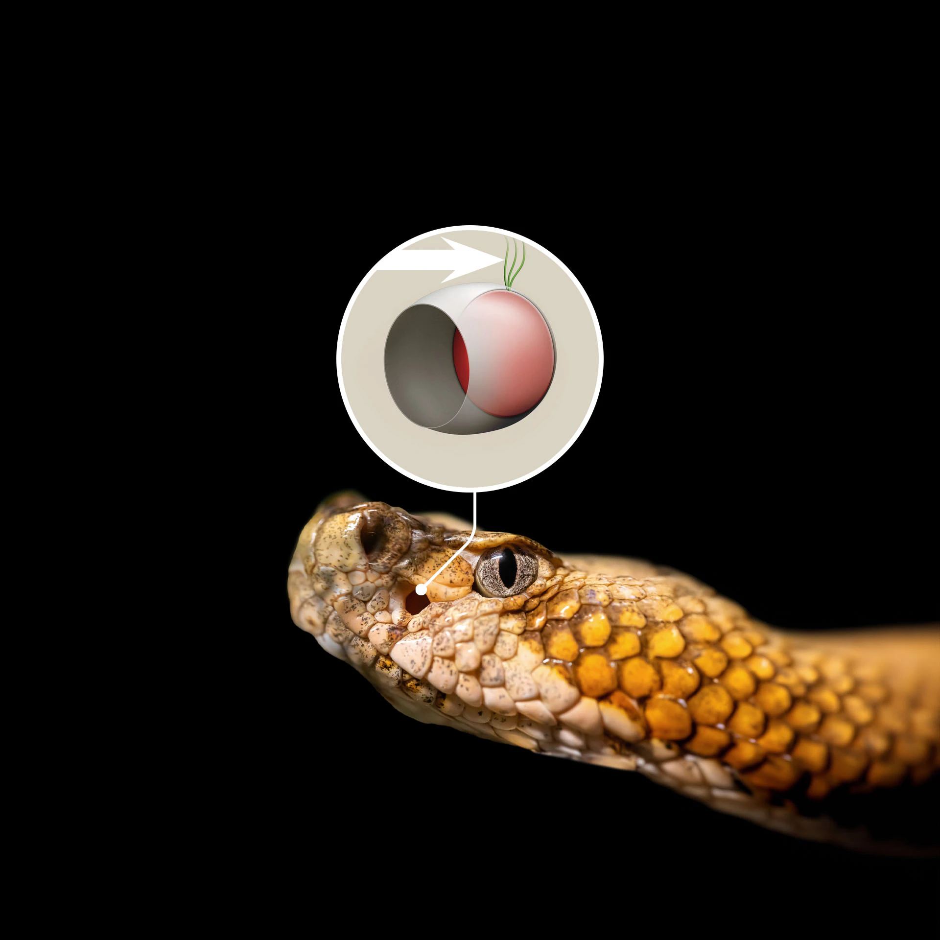 The deadliest snakes are designed to kill | scienceillustrated.com