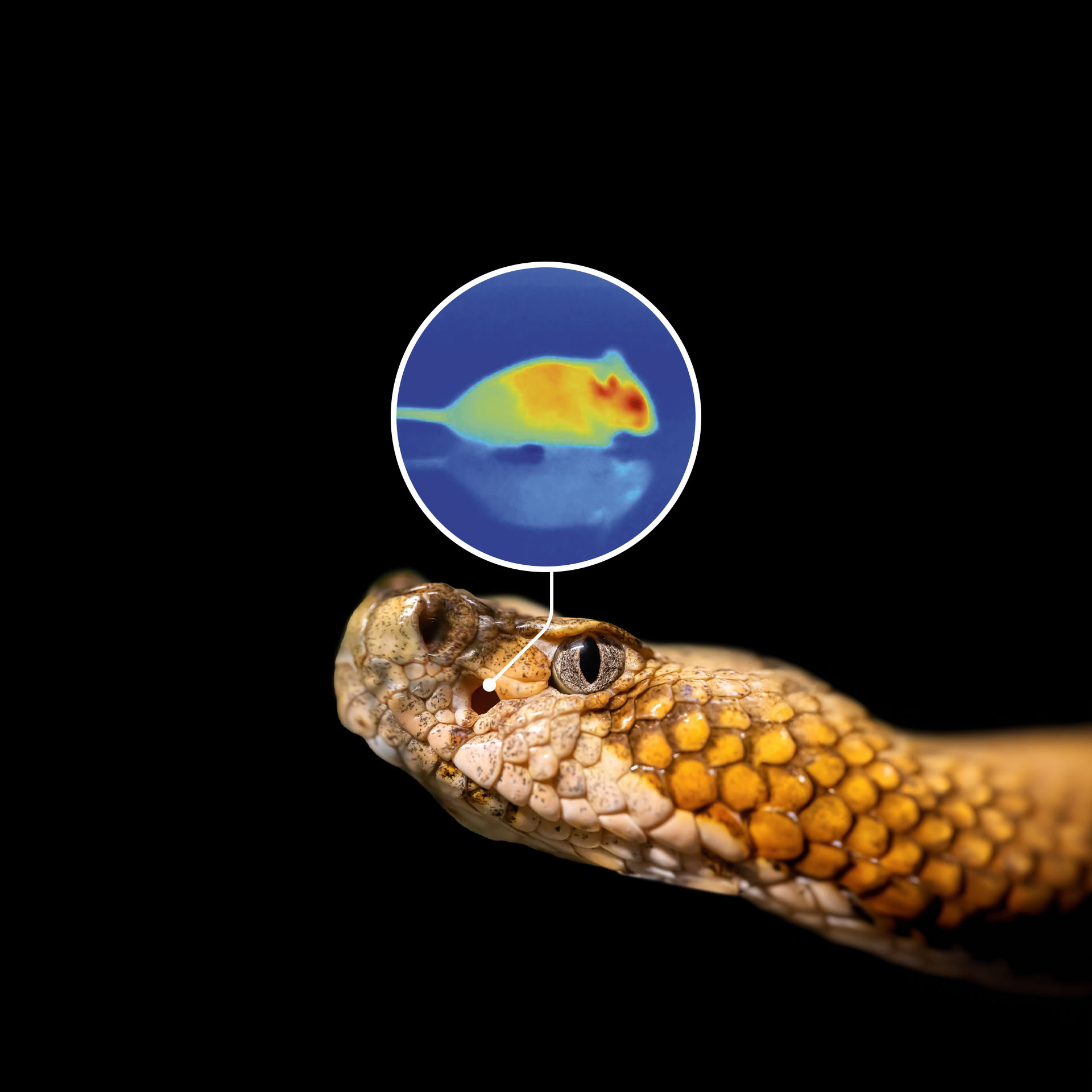 The deadliest snakes are designed to kill | scienceillustrated.com