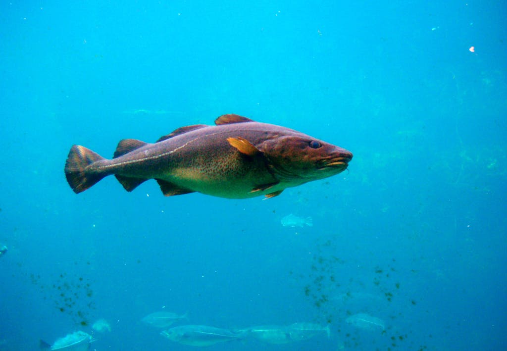 10 km blodbad: Forskere dokumenterer største angreb under vand | illvid.dk