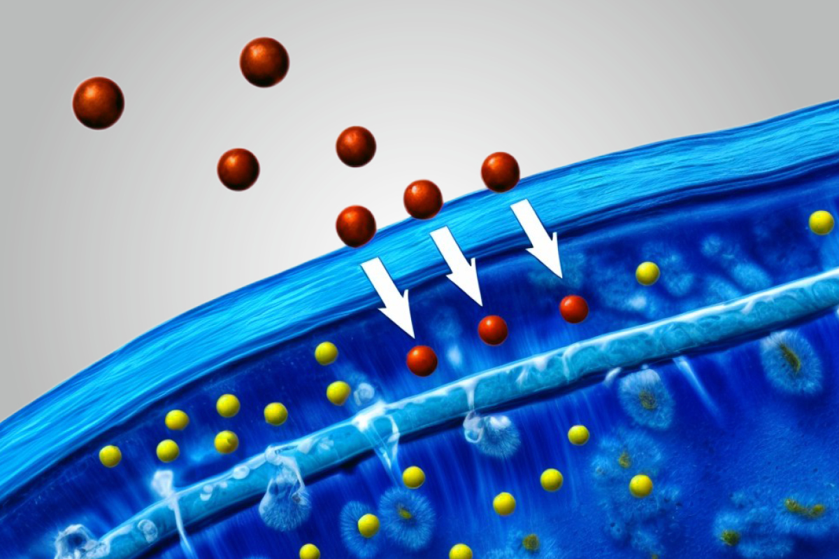 Multiresistente bacteriën: Zo lossen onderzoekers het op | wibnet.nl