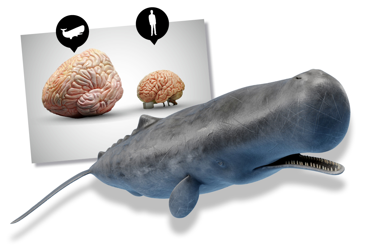 The 5 most extreme brains in the animal kingdom | scienceillustrated.com