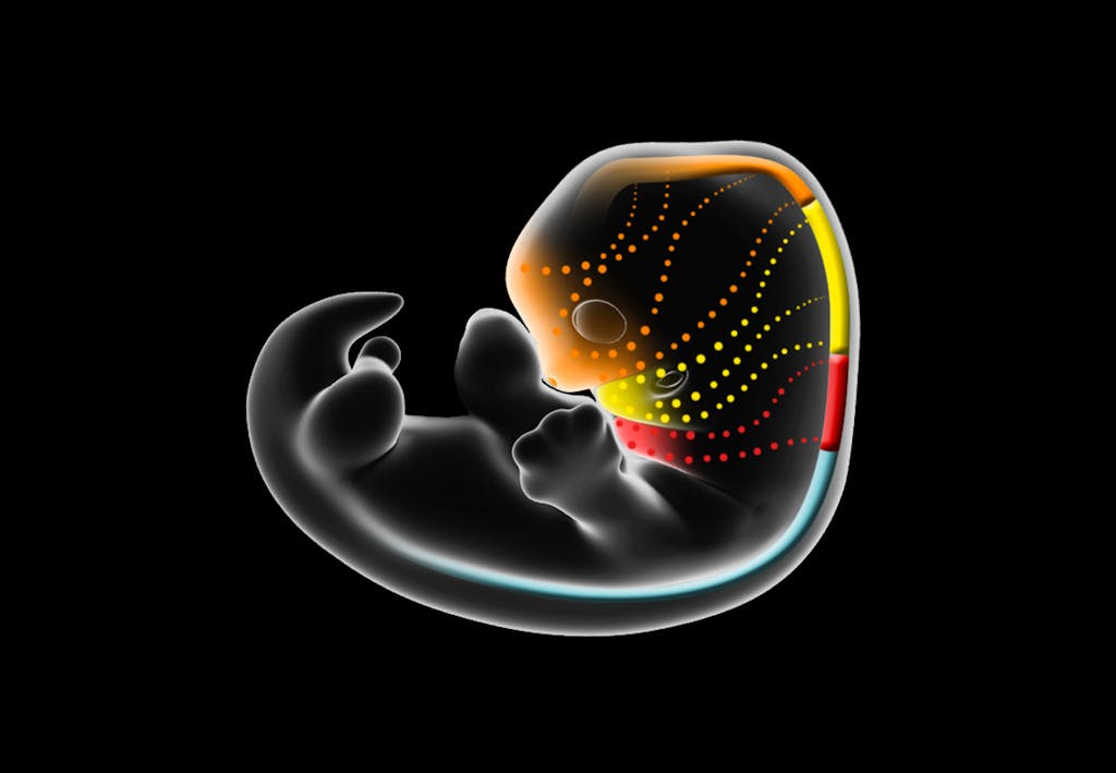 Your double could change your life | scienceillustrated.com