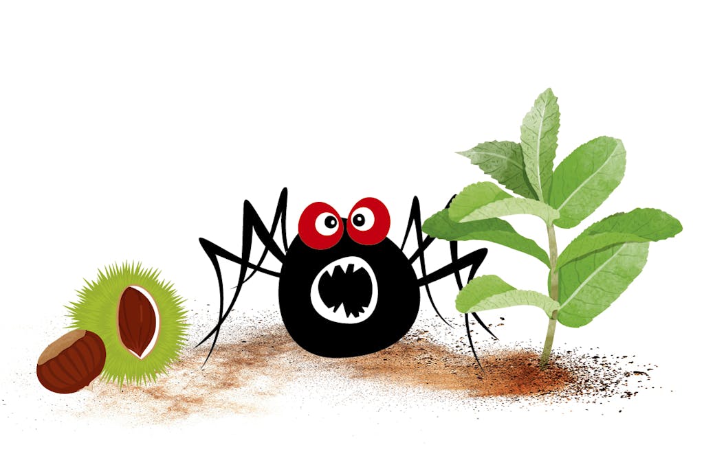 Kan lukter verkligen skrämma bort spindlar? | illvet.se