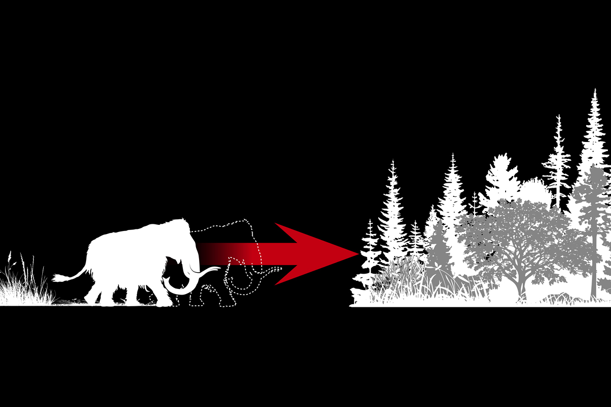 Colossal Biosciences kweekt wolharige muizen om de mammoet terug te ...