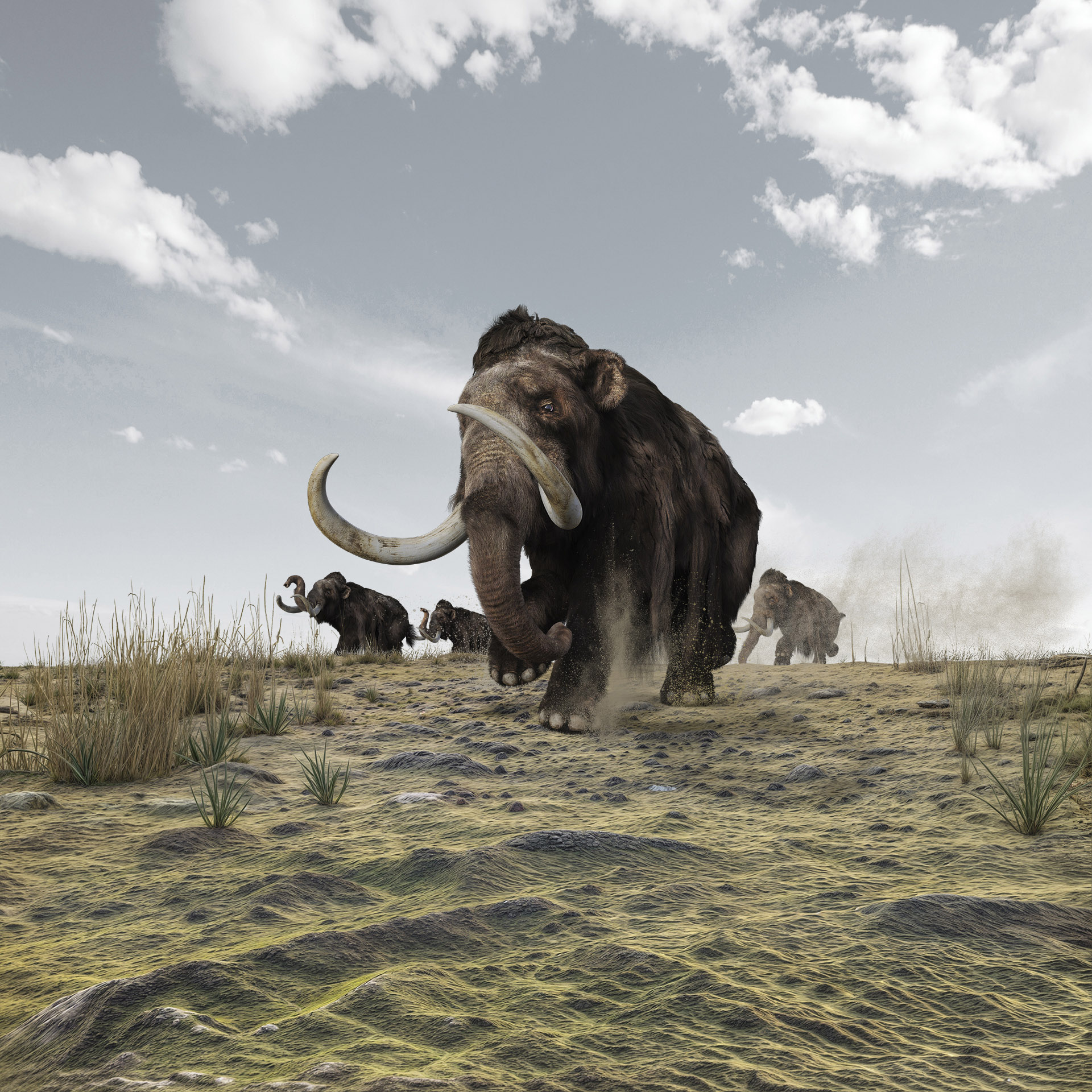 Mammuteista tuli ihmisten väkivallan uhreja | tieku.fi