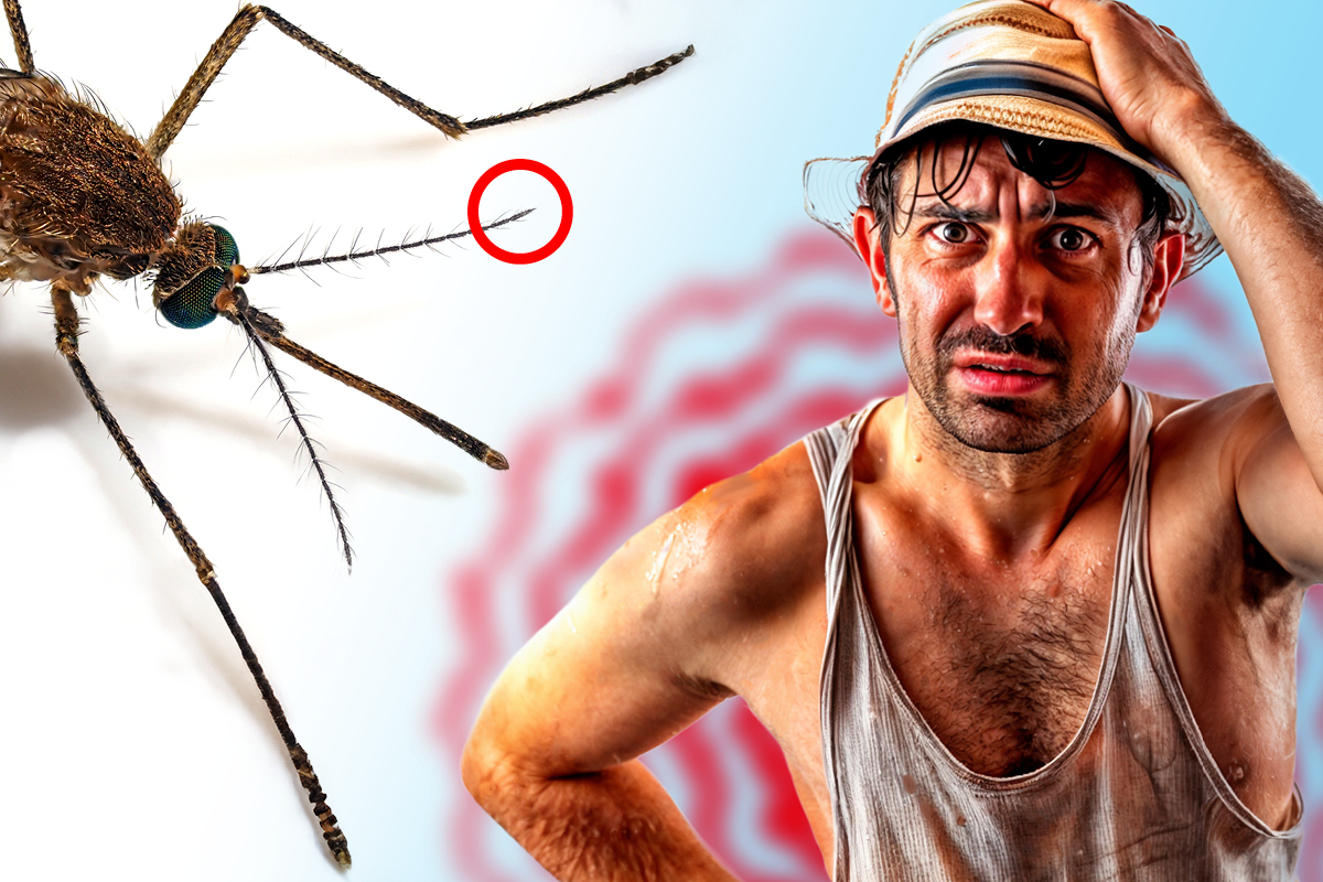 Myg er blevet spottet på Island – et af de sidste steder på Jorden ...