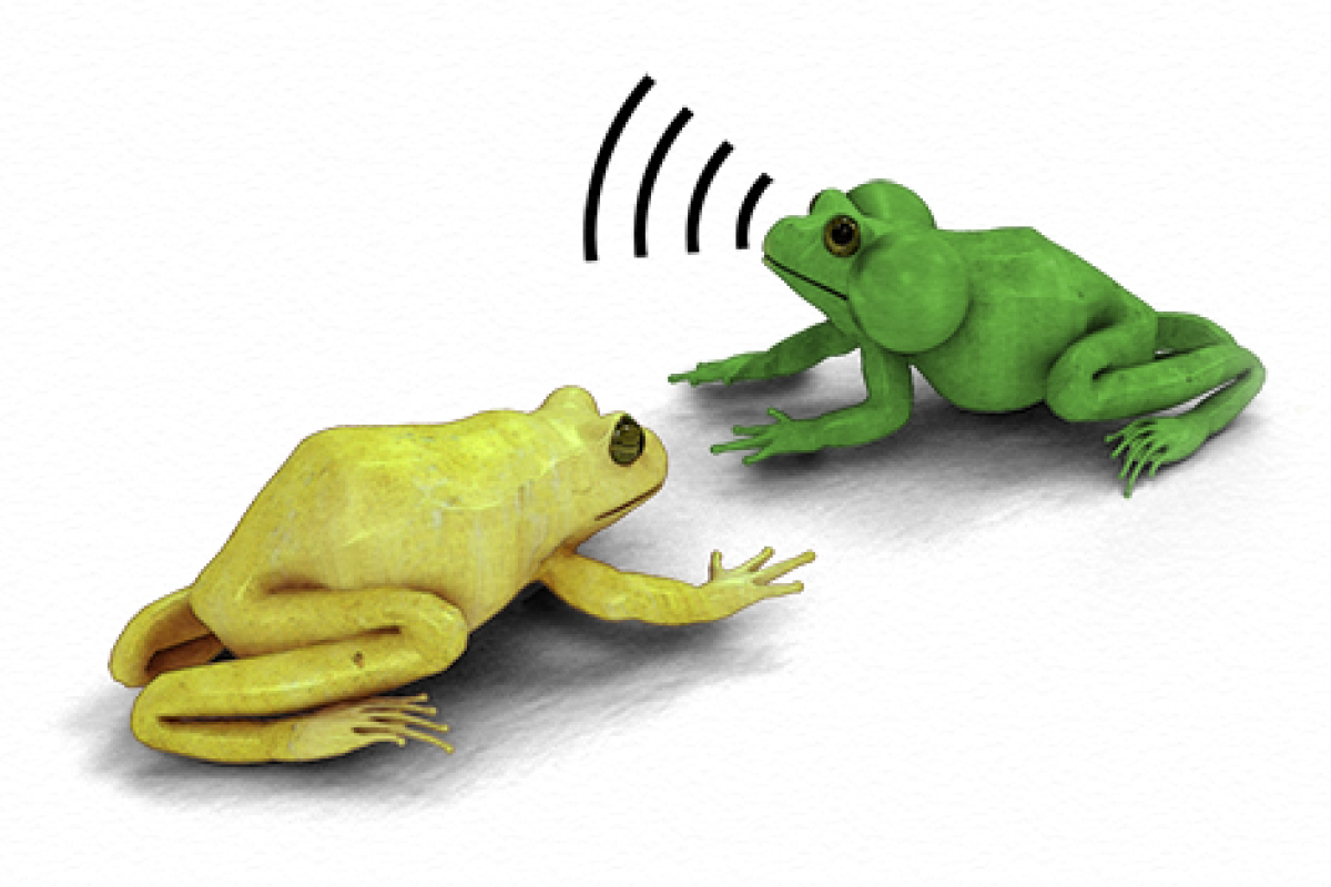 Frogs breed like no other creatures | scienceillustrated.com