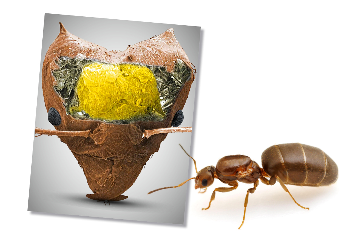 See the surprising list: the 5 most extreme brains in the animal ...