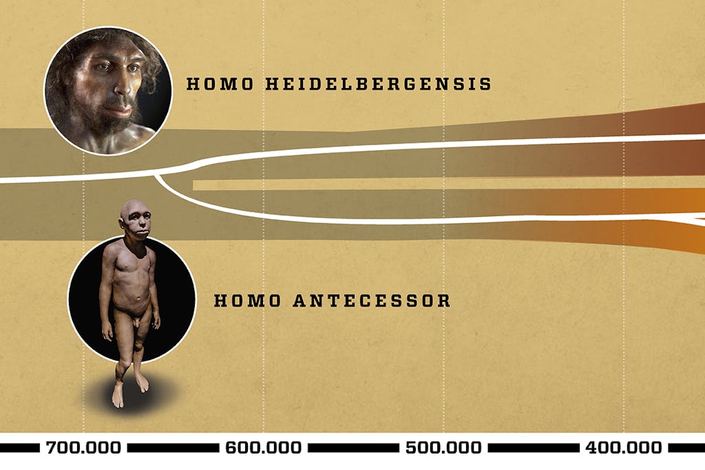 DNA analysis uproots the human family tree | scienceillustrated.com