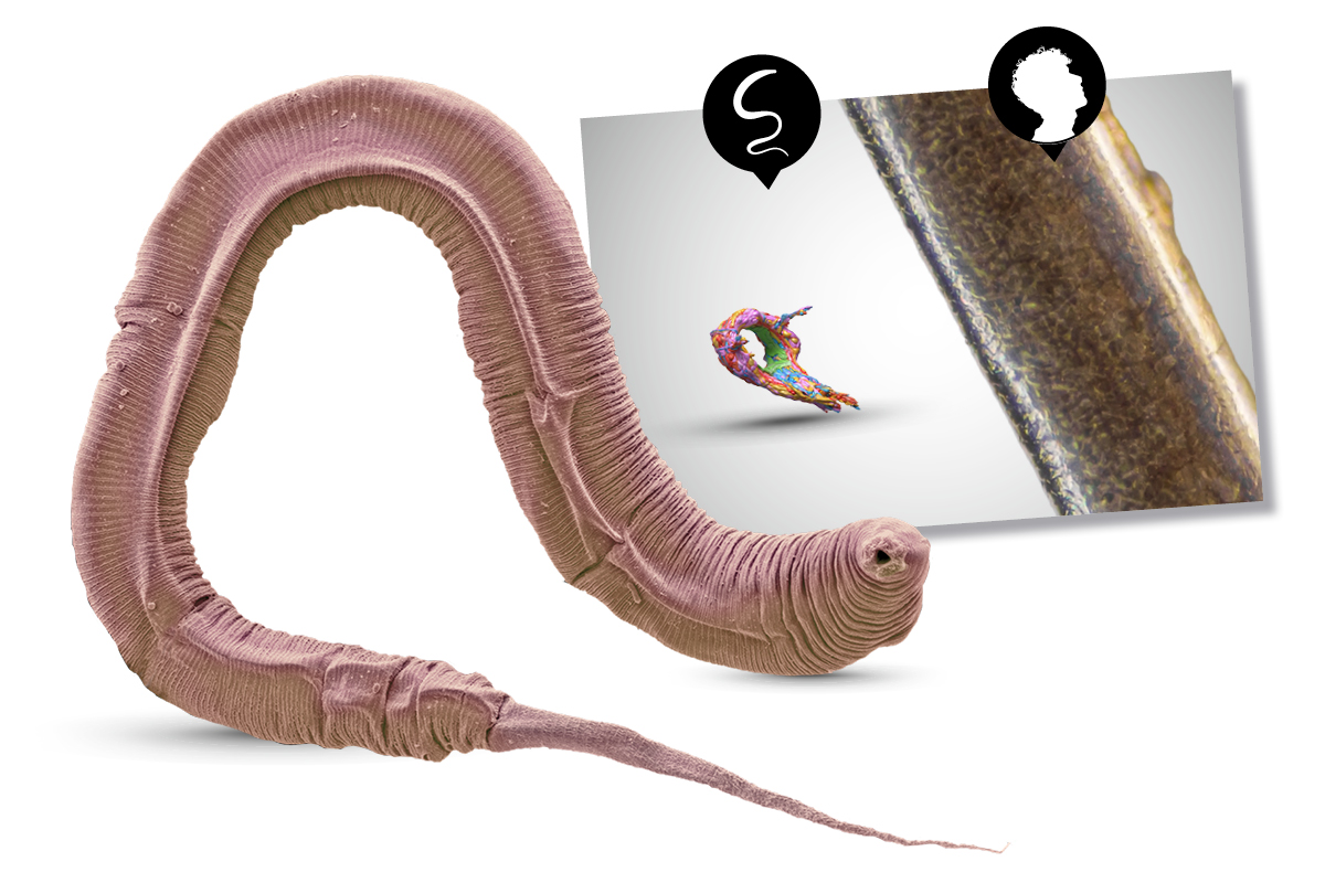 See the surprising list: the 5 most extreme brains in the animal ...