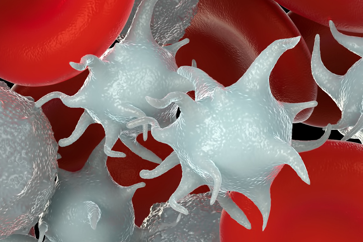 Valuable knowledge: how your blood saves you | scienceillustrated.com