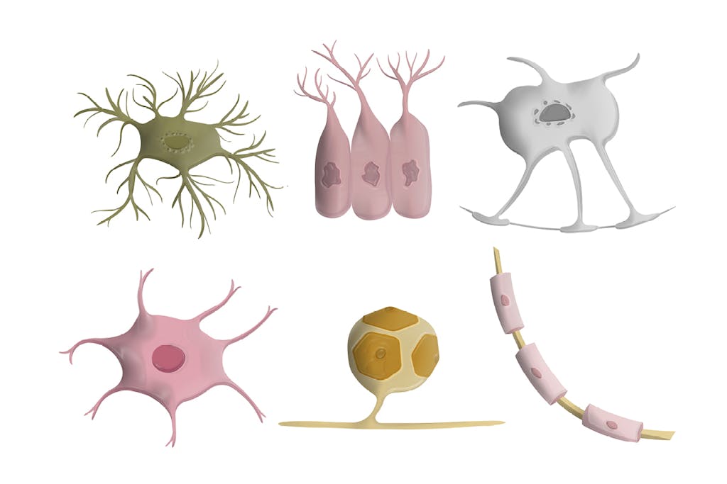 Scientists map the entire human brain | scienceillustrated.com