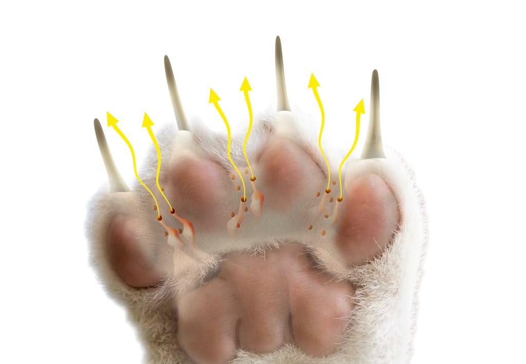 Sådan blev vildkatten menneskets ven | illvid.dk