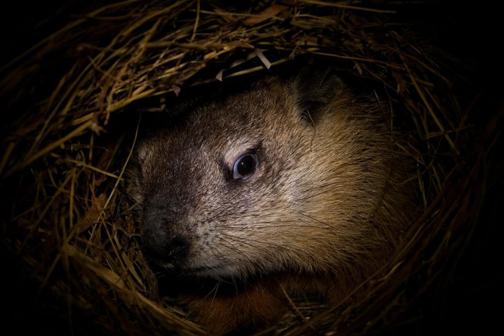 Wat als je een beer wakker maakt uit zijn winterslaap? | wibnet.nl