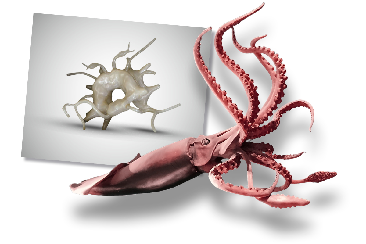 See the surprising list: the 5 most extreme brains in the animal ...