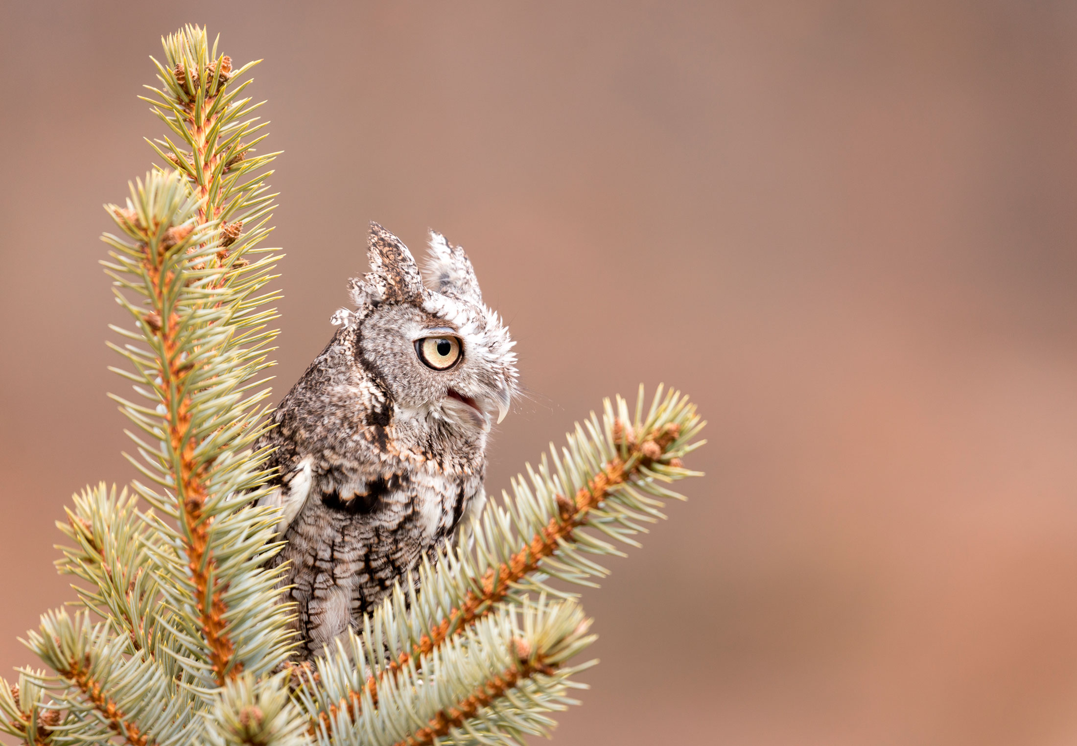 Familie fandt en lille ugle i deres juletræ efter fire dage | illvid.dk