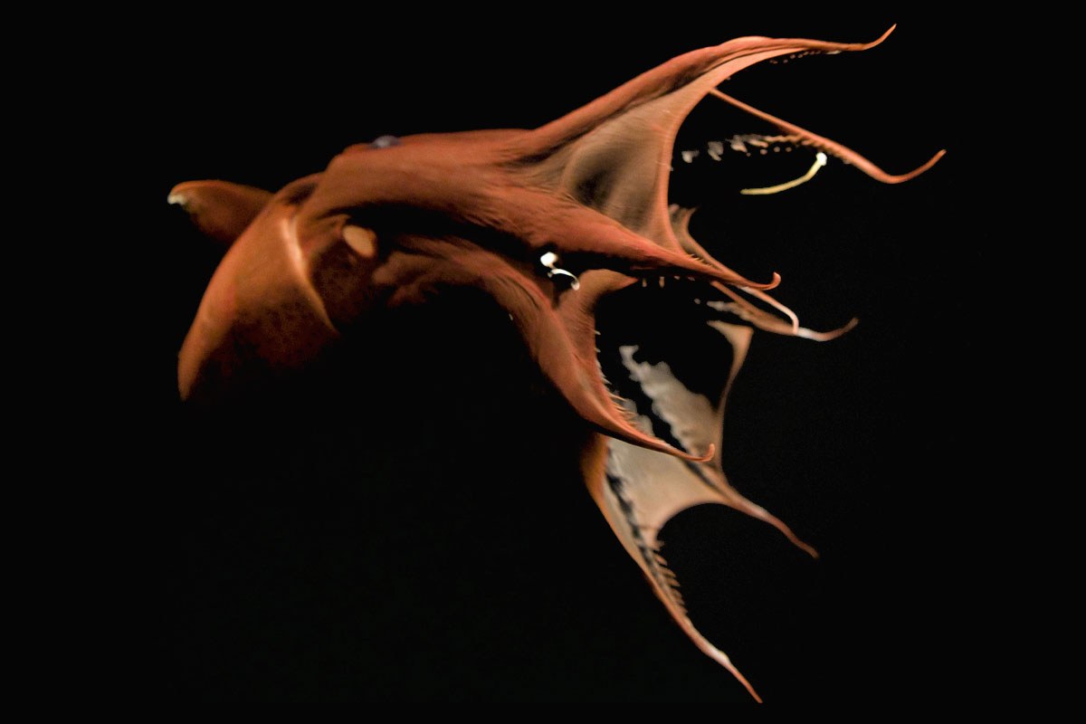 Meet the peculiar creatures: unknown species are lurking in the deep ...