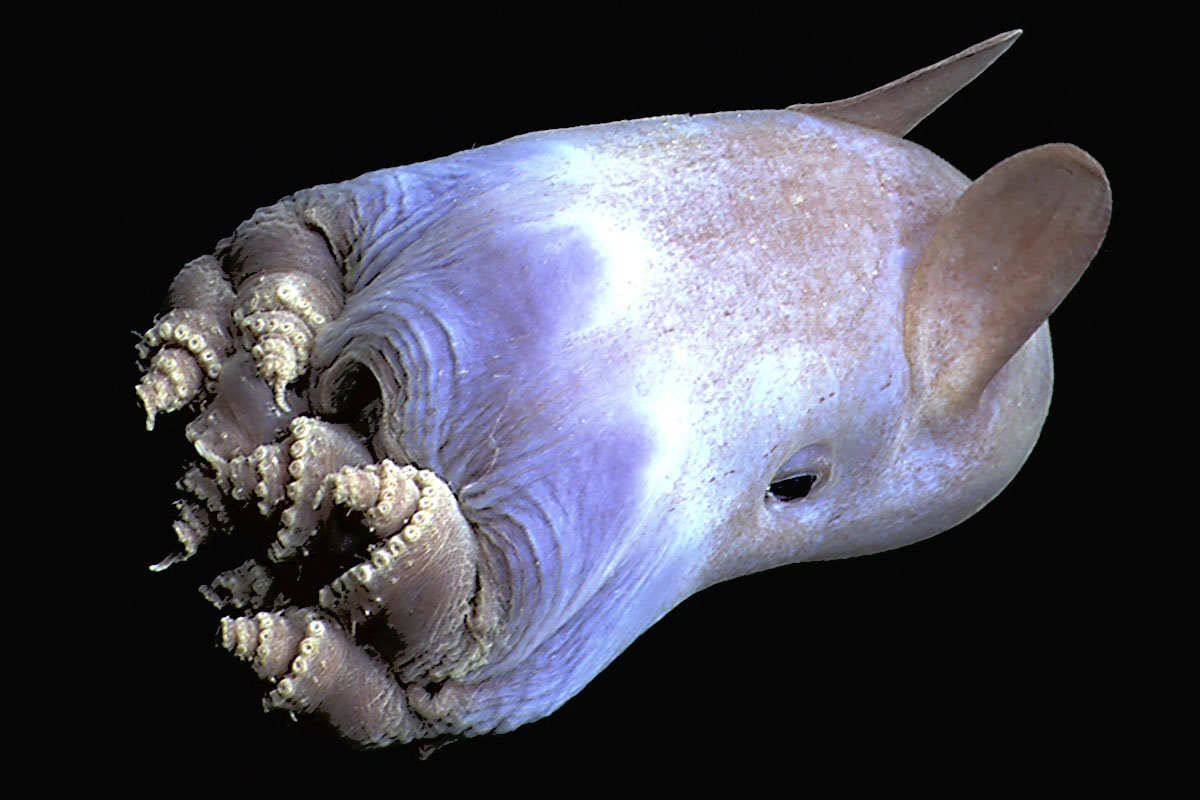 Meet the peculiar creatures: unknown species are lurking in the deep ...