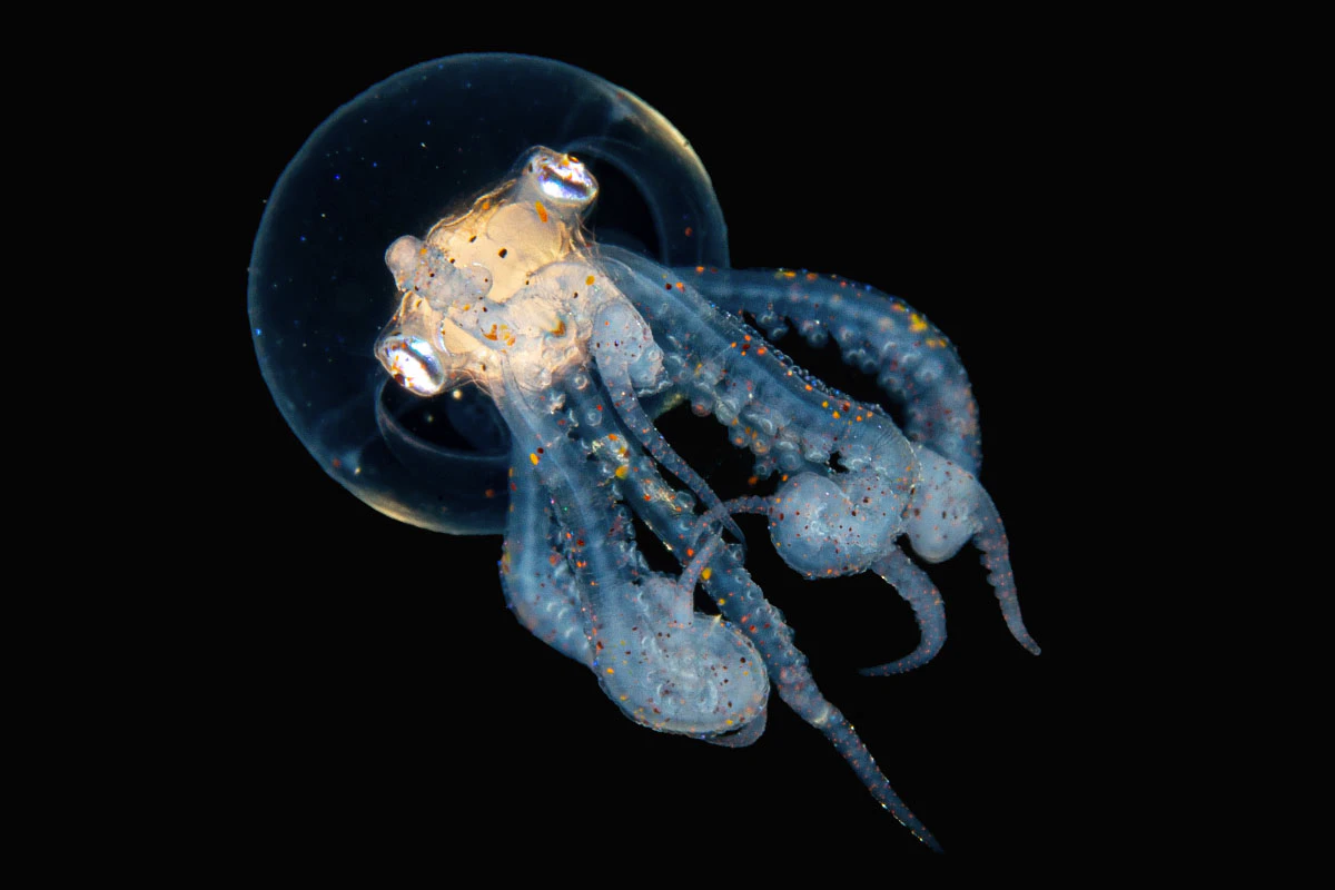 Meet the peculiar creatures: unknown species are lurking in the deep ...