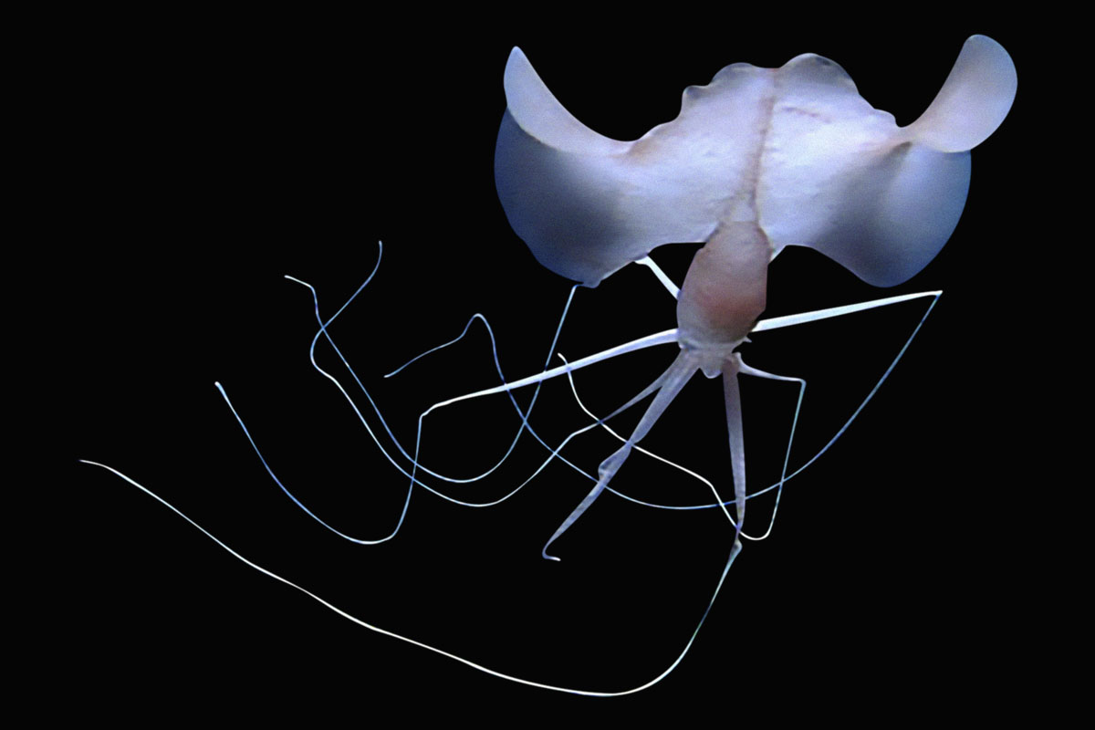 Meet the peculiar creatures: unknown species are lurking in the deep ...
