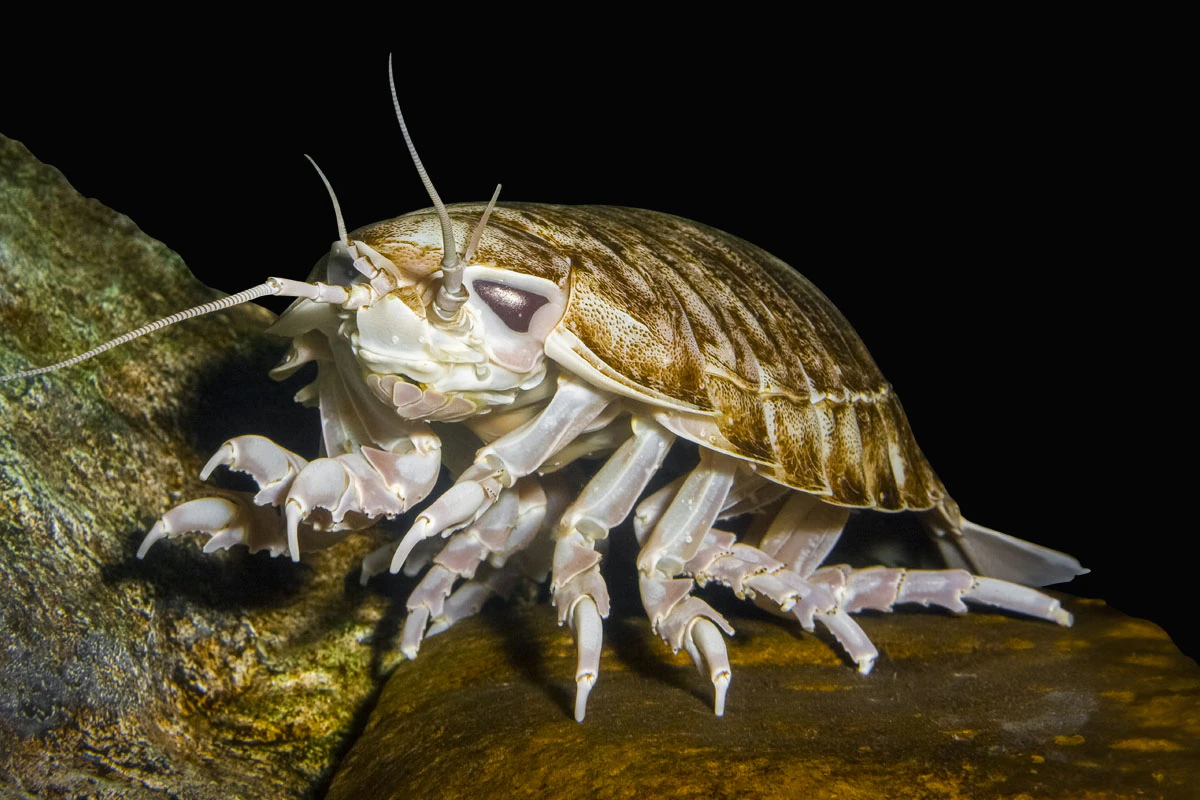 Meet the peculiar creatures: unknown species are lurking in the deep ...